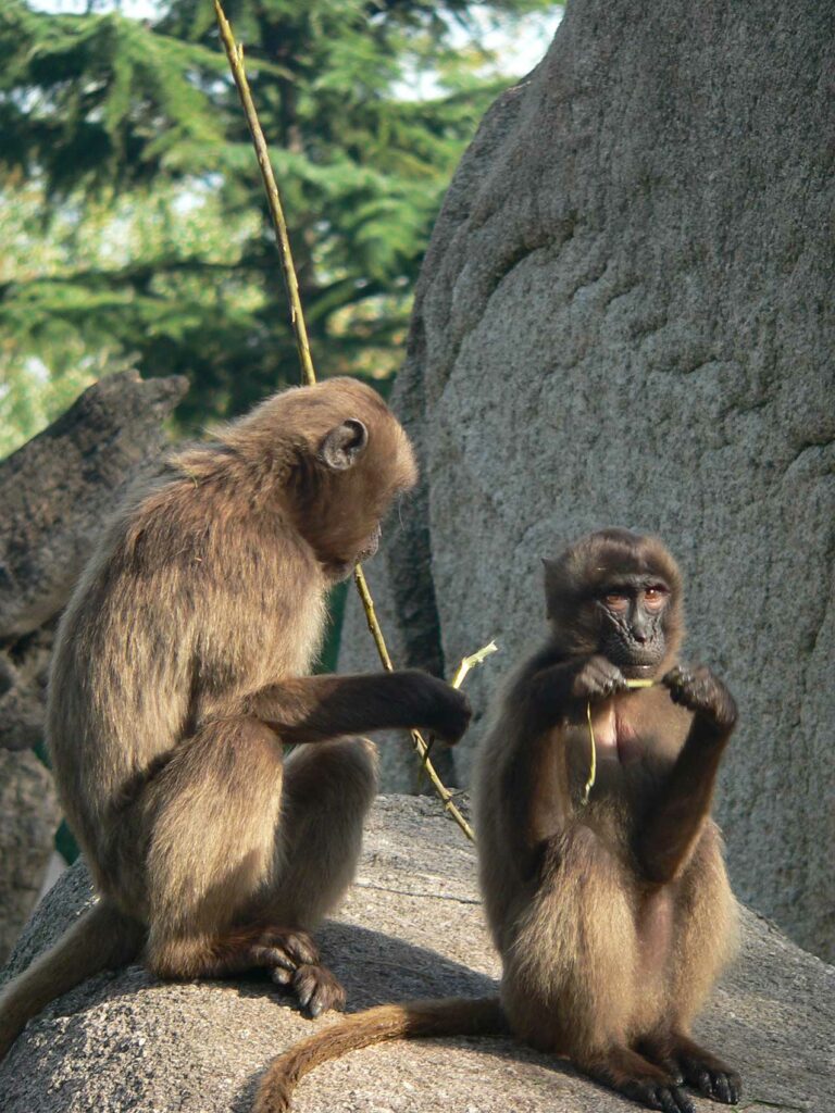 Affengehege Wilhelma Stuttgart – Harmonie-Photo